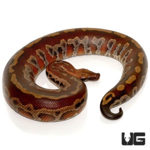 Blood Pythons For Sale - Underground Reptiles