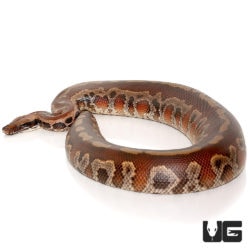 Sumatran Blood Pythons (Python brongersmai) For Sale - Underground Reptiles