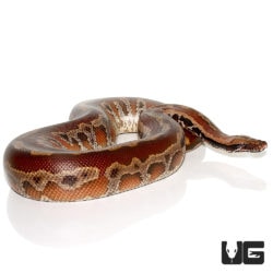 Sumatran Blood Pythons (Python brongersmai) For Sale - Underground Reptiles