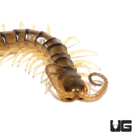 Centipedes, Millipedes and More For Sale - Underground Reptiles