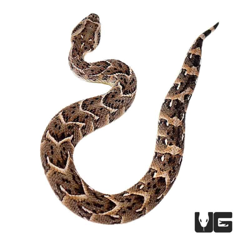 Tanzanian Puff Adder - Underground Reptiles