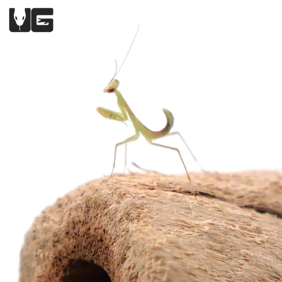 Mantis For Sale - Underground Reptiles