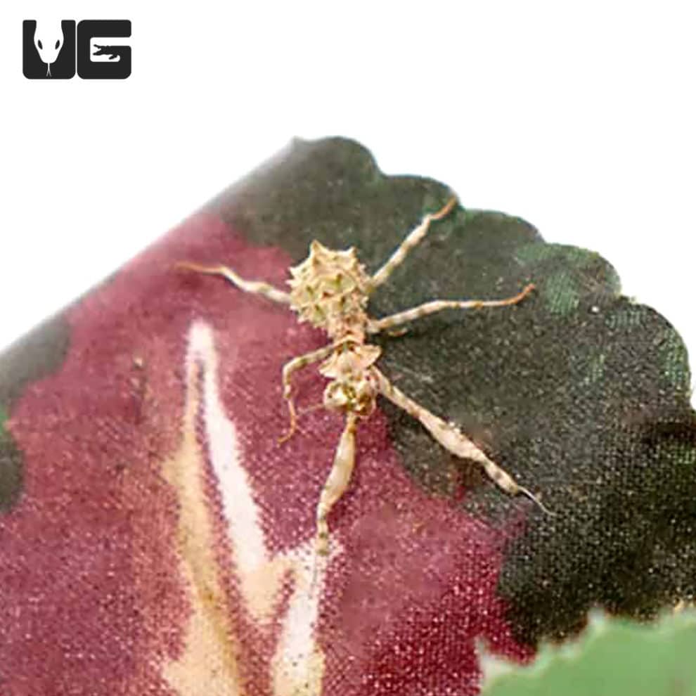 Thistle Mantis - Underground Reptiles