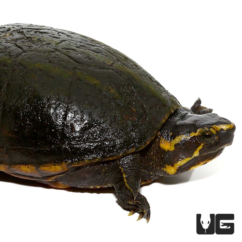 Three Stripe Mud Turtle - Underground Reptiles