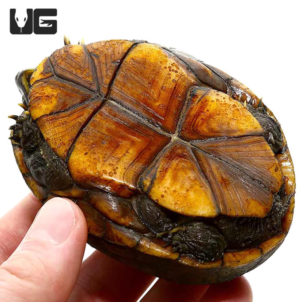 Three Stripe Mud Turtle - Underground Reptiles