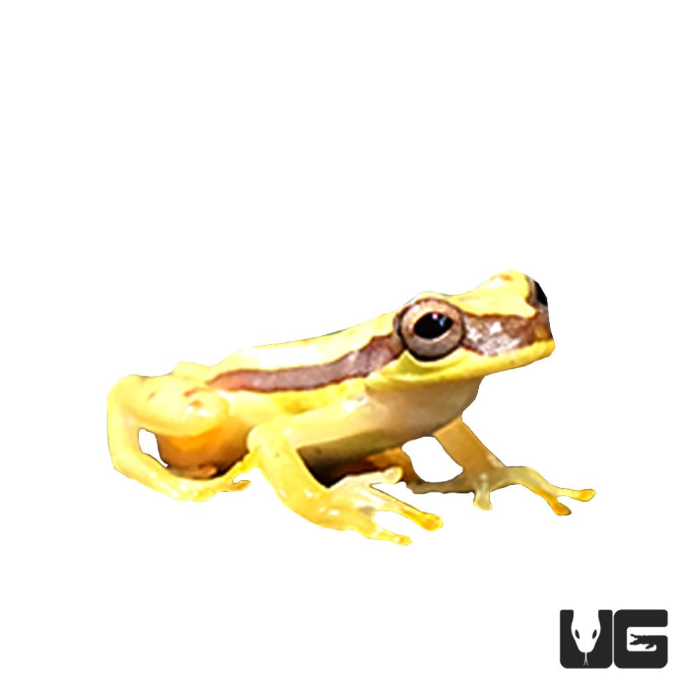 Tree Frogs For Sale - Underground Reptiles