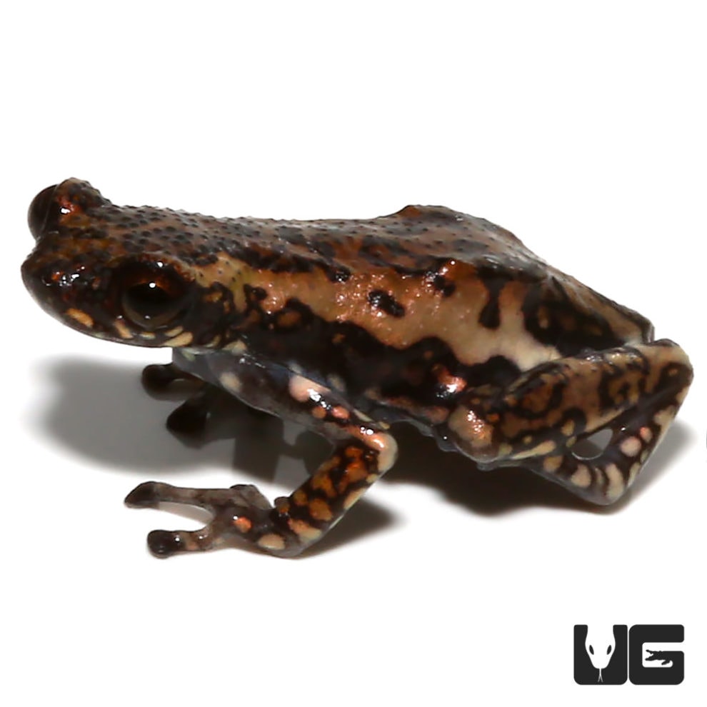 Tukeit Hill Frog - Underground Reptiles