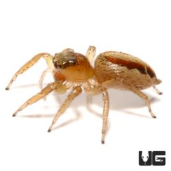 Two Lined Jumping Spider (.25'') - Underground Reptiles