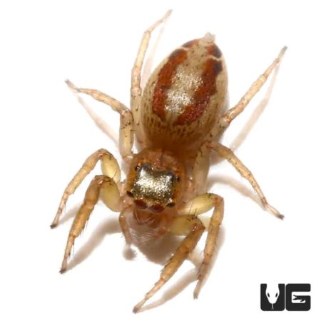 Two Lined Jumping Spider (.25'') - Underground Reptiles