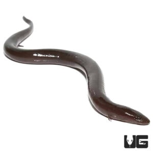 Two Toed Amphiuma (Amphiuma means) For Sale - Underground Reptiles