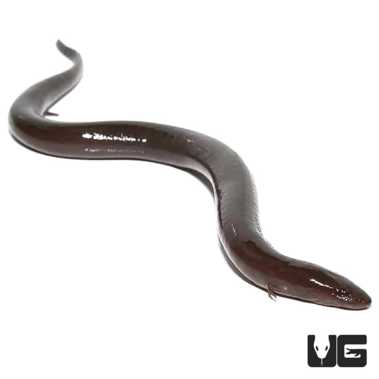 Two Toed Amphiuma (Amphiuma means) For Sale - Underground Reptiles