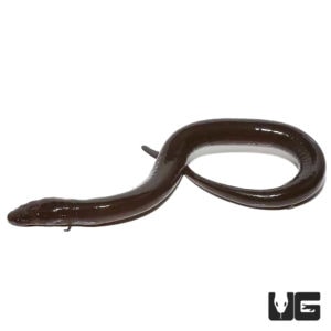 Salamanders For Sale - Underground Reptiles