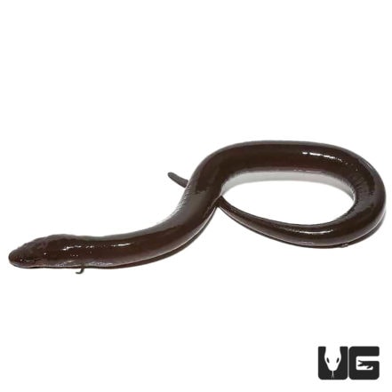 Salamanders For Sale - Underground Reptiles