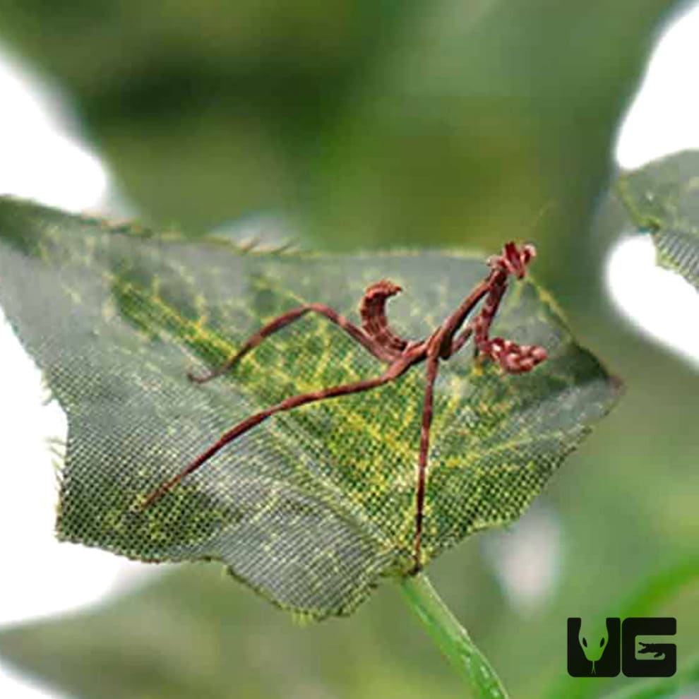 Unicorn Mantis - Underground Reptiles