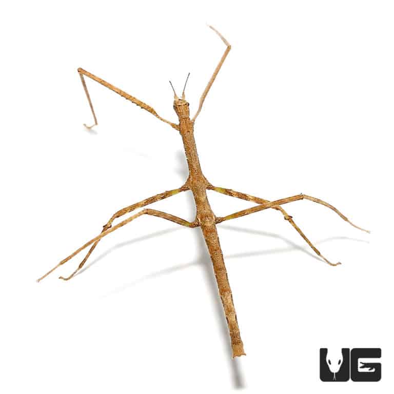 Vietnamese Walking Stick Insect - Underground Reptiles
