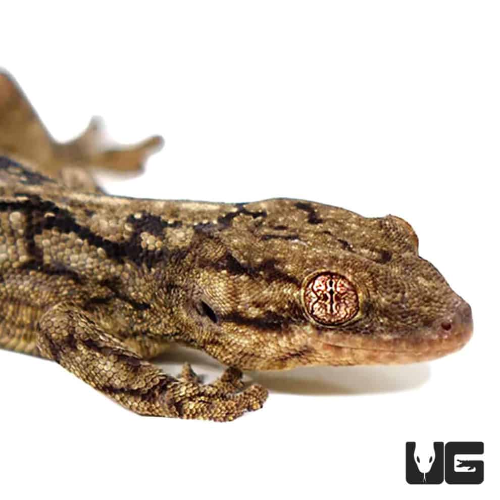 Wahlberg's Velvet Gecko - Underground Reptiles