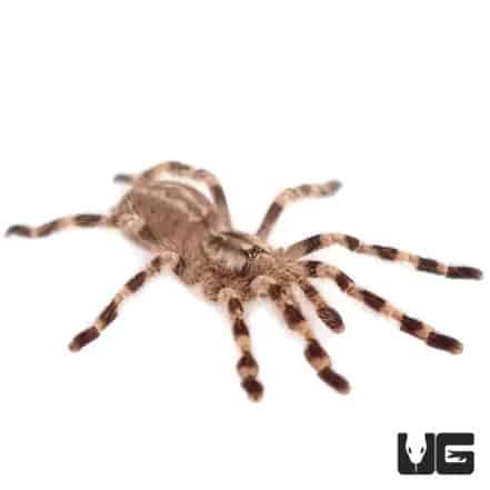 Chilean Copper Tarantula (Phrixotrichus scrofa) For sale - Underground ...