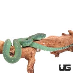 West African Bush Vipers (Atheris chlorechis) For Sale - Underground ...