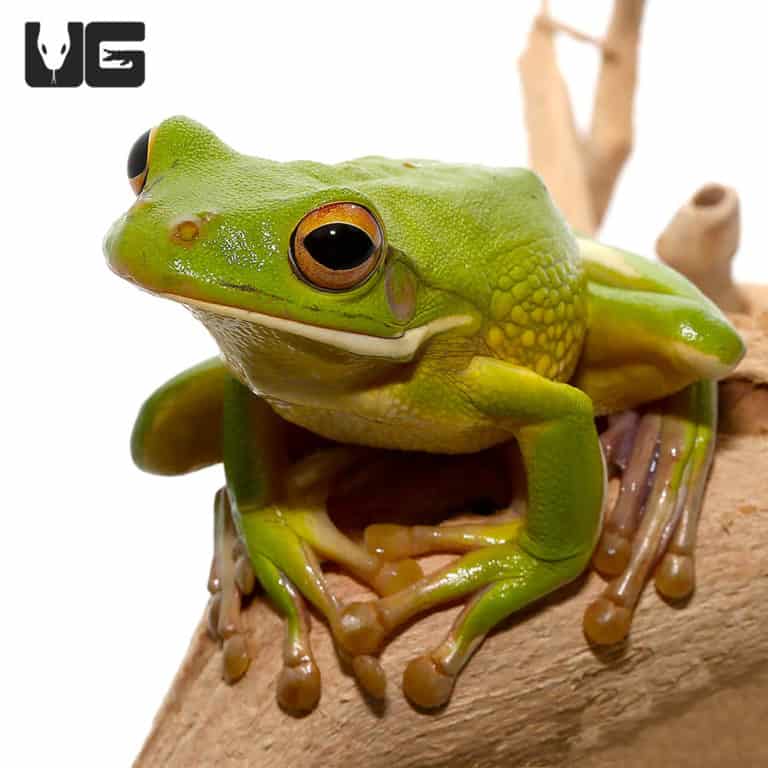 Tree Frogs For Sale - Underground Reptiles