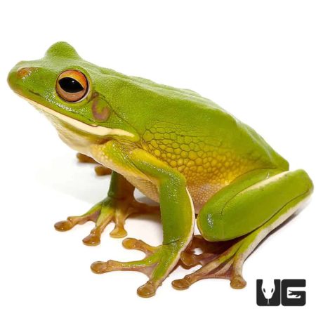 White Lip Tree Frog (Litoria infrafrenatus) For Sale - Underground Reptiles