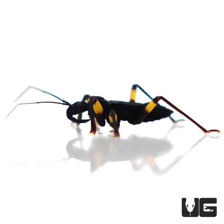 White Spotted Assassin Bug - Underground Reptiles