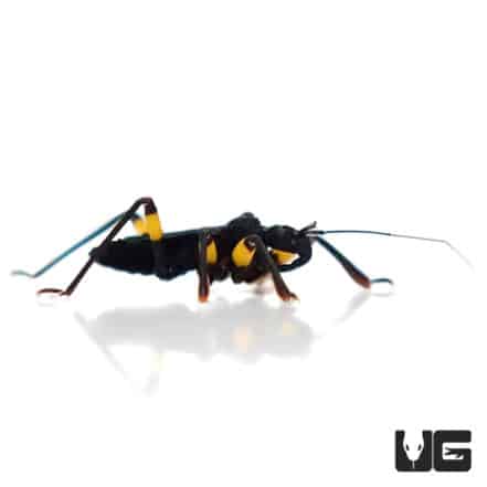 White Spotted Assassin Bug - Underground Reptiles