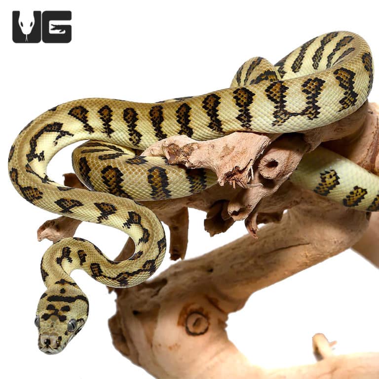 Yearling Caramel Tiger Jaguar Carpet Pythons - Underground Reptiles
