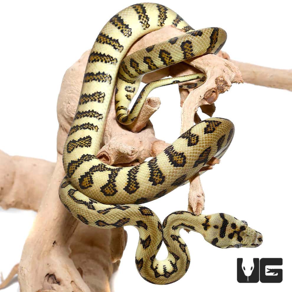 Yearling Caramel Tiger Jaguar Carpet Pythons - Underground Reptiles