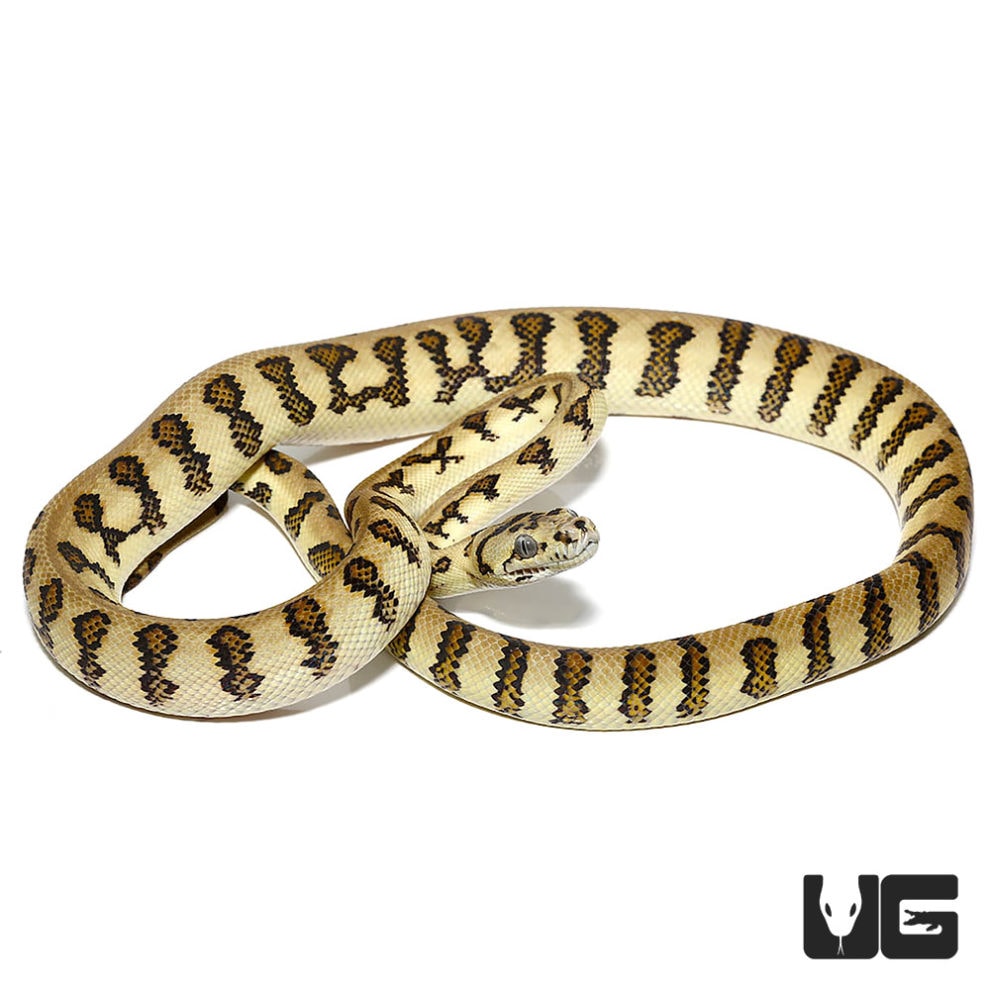 Yearling Caramel Tiger Jaguar Carpet Pythons - Underground Reptiles