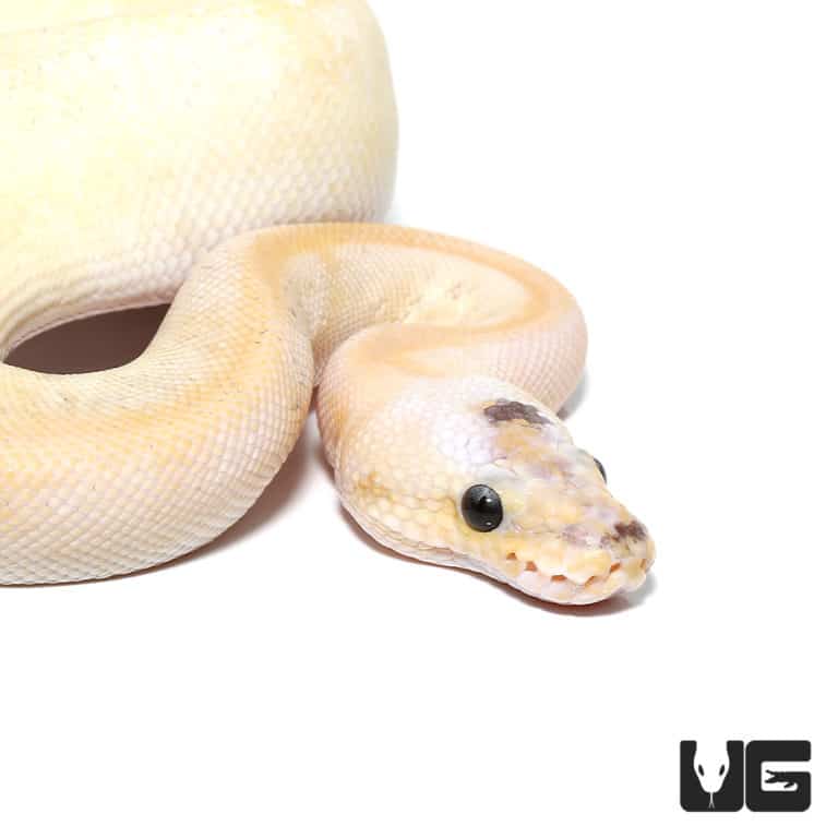 Baby Ball Pythons For Sale - Underground Reptiles