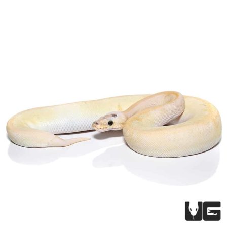 Baby Ball Pythons For Sale - Underground Reptiles