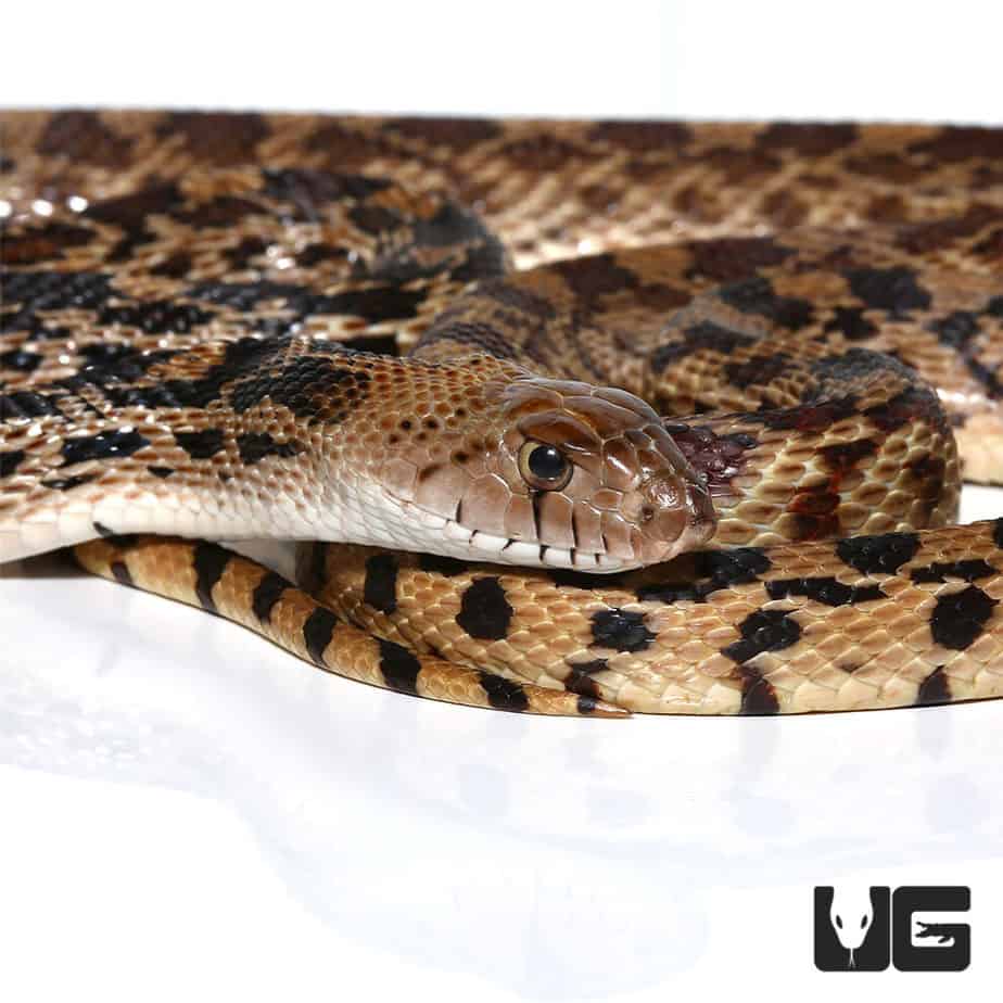 2-3 Foot Gopher Snakes For Sale - Underground Reptiles