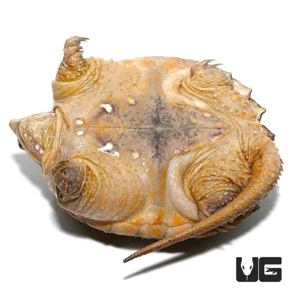 Baby Hypo Common Snapping Turtles For Sale - Underground Reptiles
