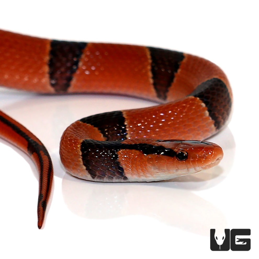 Baby Thai Bamboo Ratsnakes For Sale - Underground Reptiles
