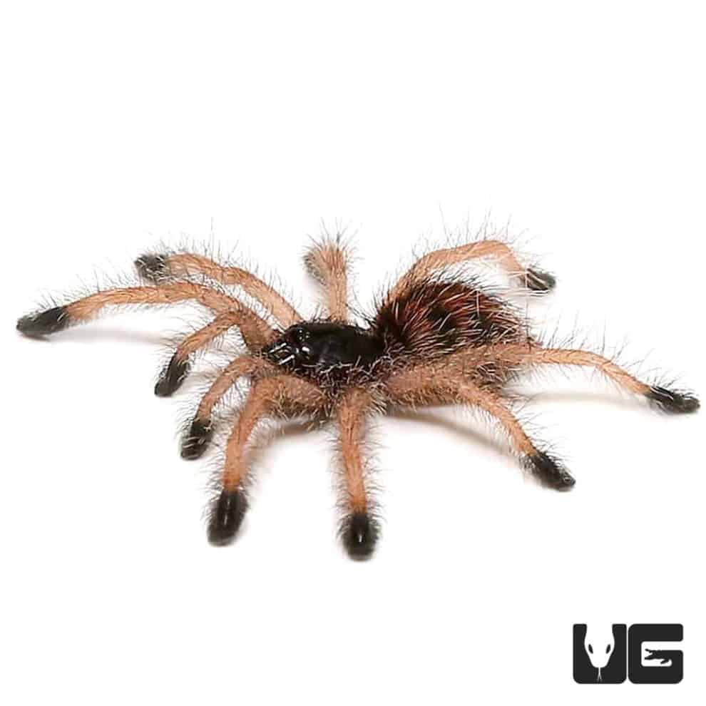 Yellow Banded Pinktoe Tarantula For Sale - Underground Reptiles