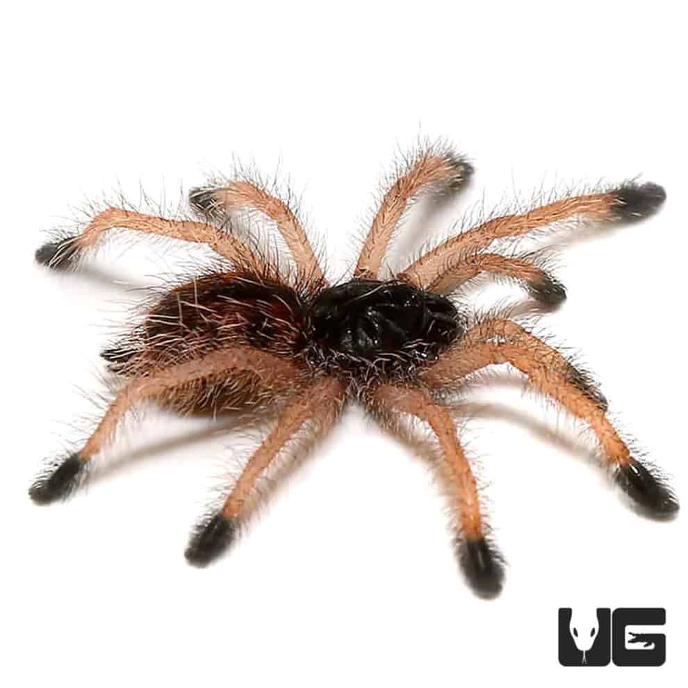 Yellow Banded Pinktoe Tarantula For Sale - Underground Reptiles