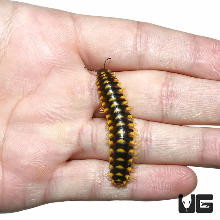 Yellow Flat Millipede - Underground Reptiles
