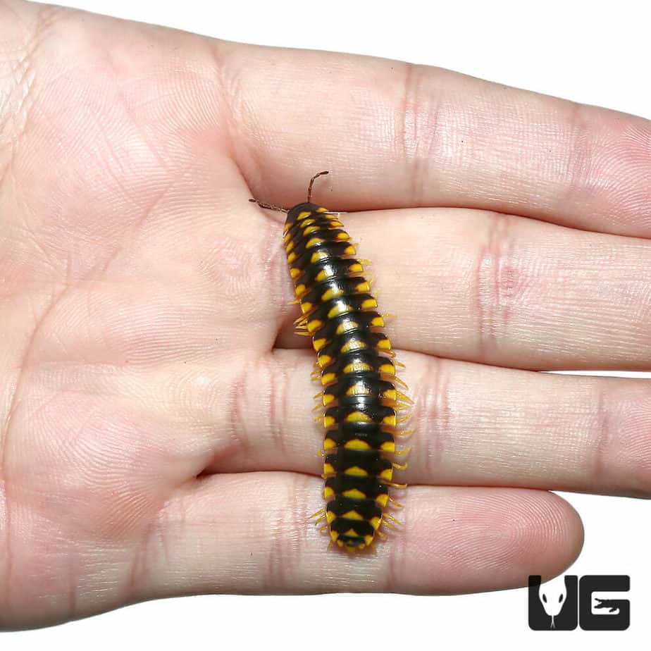 Yellow Flat Millipede - Underground Reptiles
