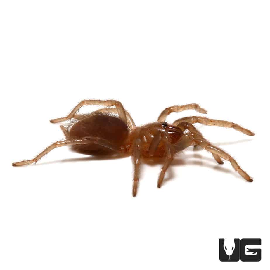 Yucatan Rust Rump Tarantula (.25 - .75'') - Underground Reptiles