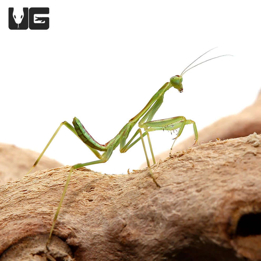 Zebra Mantis - Underground Reptiles