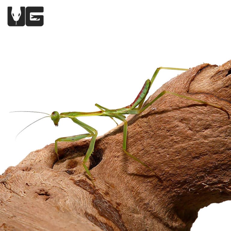 Zebra Mantis - Underground Reptiles