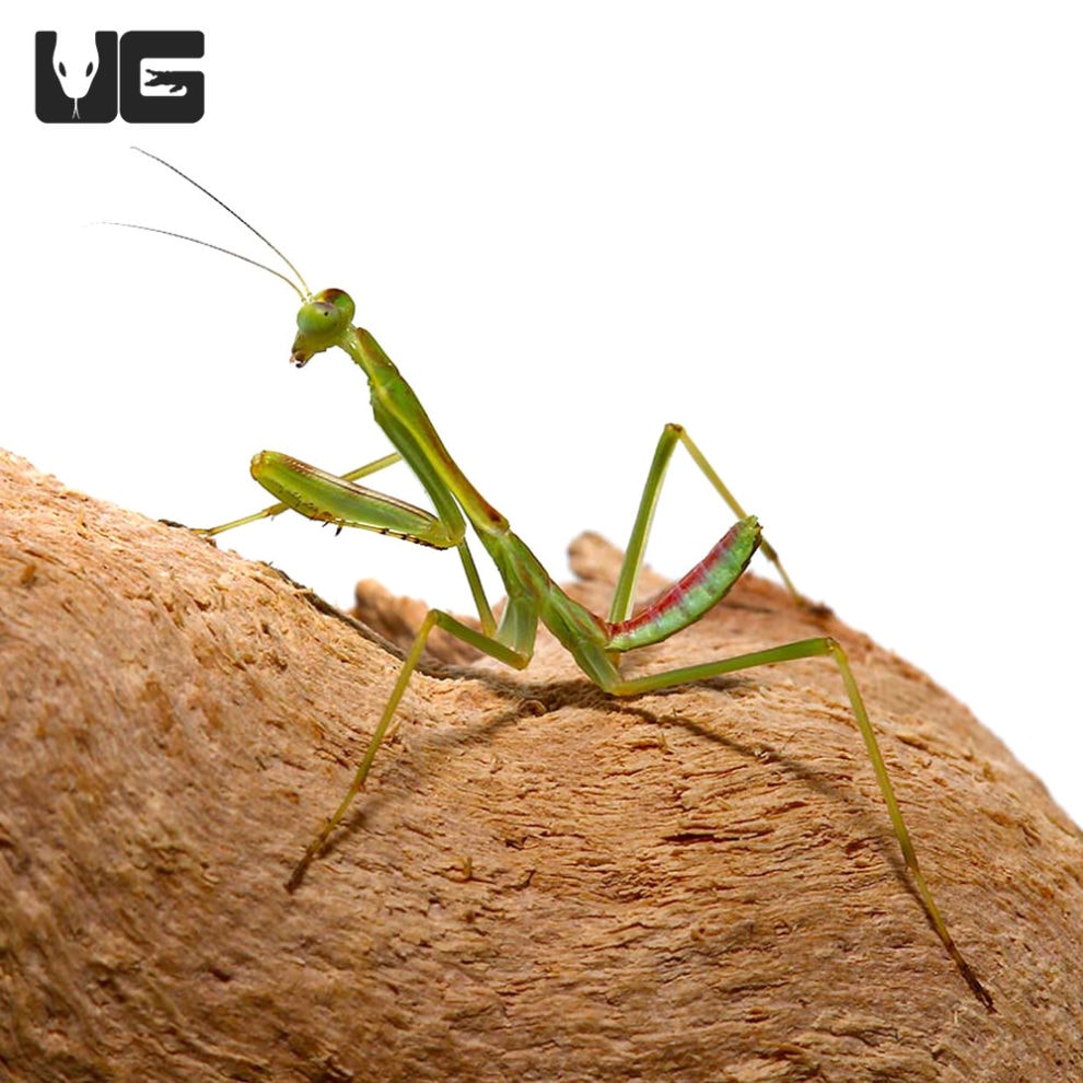 Zebra Mantis - Underground Reptiles