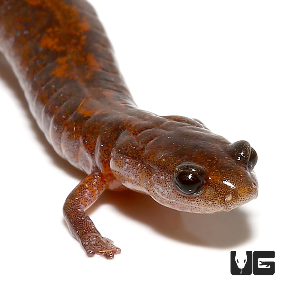 ZigZag Salamander - Underground Reptiles