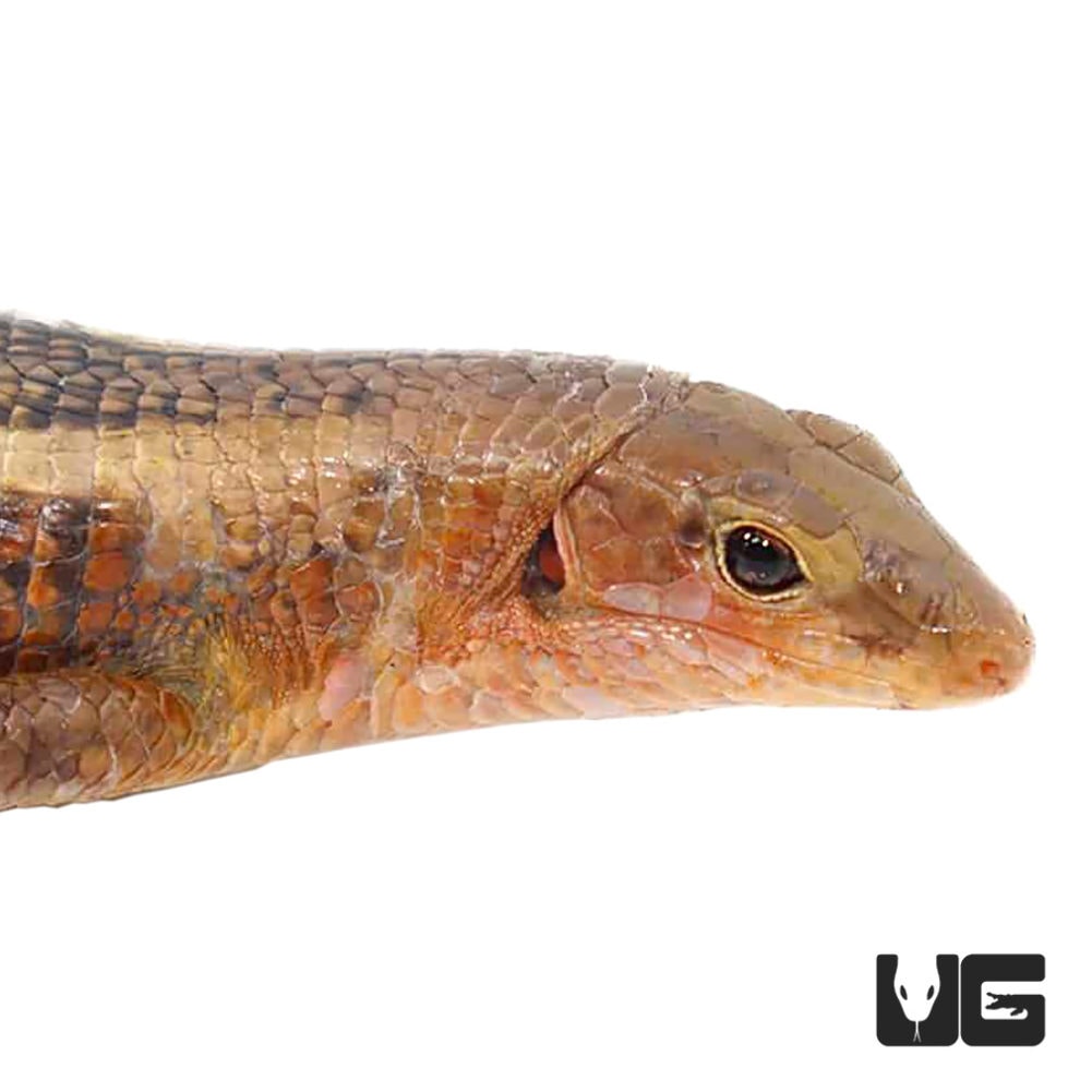 Zonosaurus Laticaudatus (Zonosaurus laticaudatus) For Sale ...