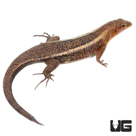 Zonosaurus Laticaudatus (Zonosaurus laticaudatus) For Sale ...