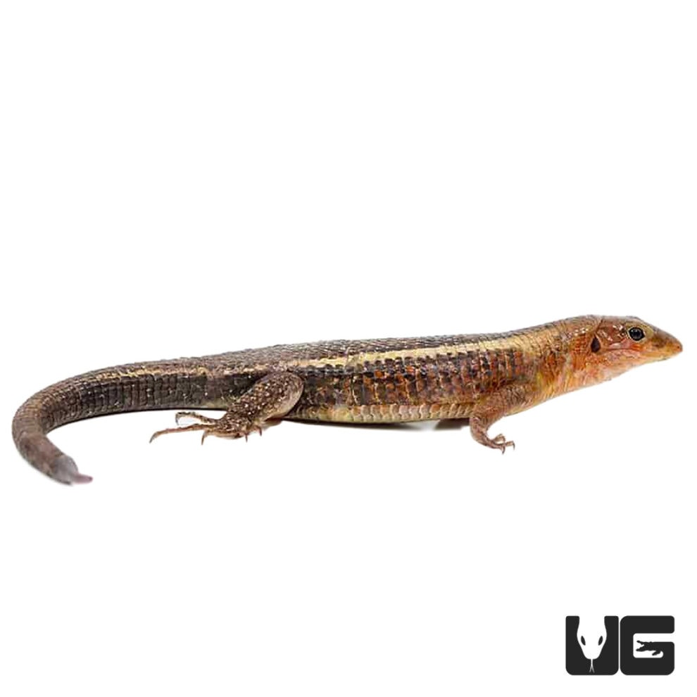 Zonosaurus Laticaudatus (Zonosaurus laticaudatus) For Sale ...