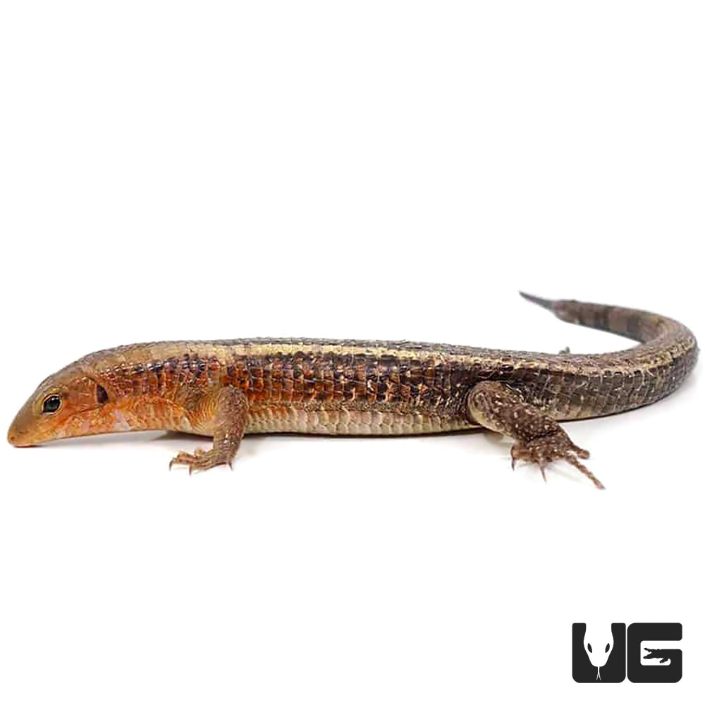 Zonosaurus Laticaudatus (Zonosaurus laticaudatus) For Sale ...