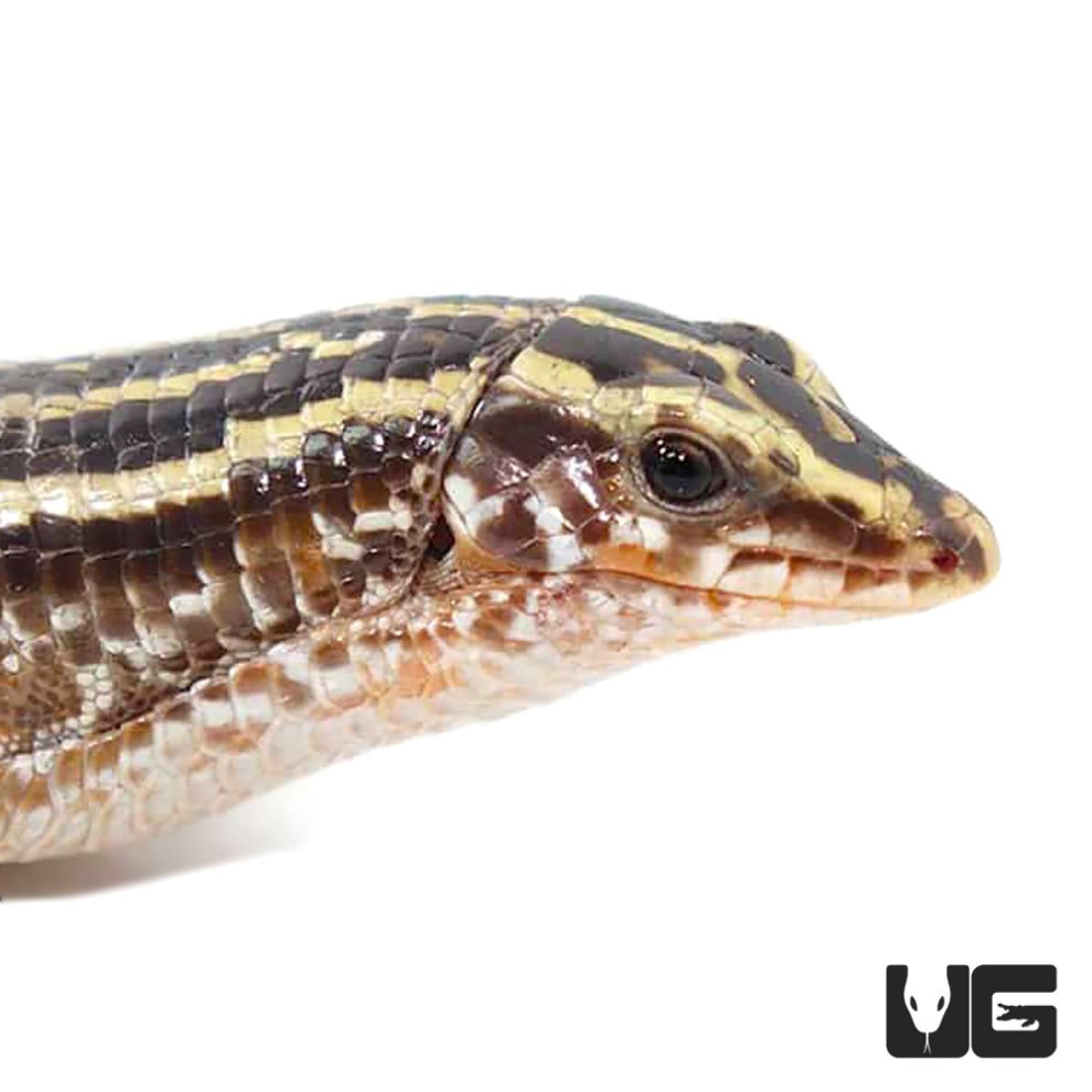 Zonosaurus quadrileneatus For Sale - Underground Reptiles