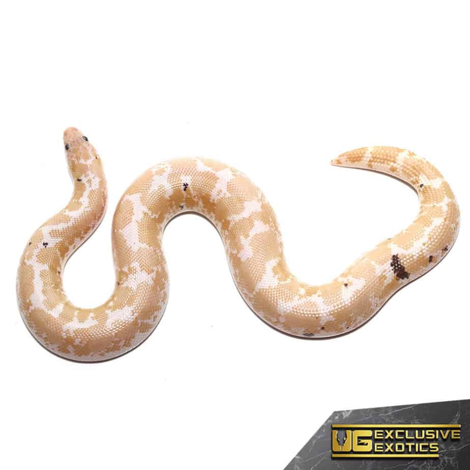 Paradox Snow Kenyan Sand Boa for sale - Underground Reptiles