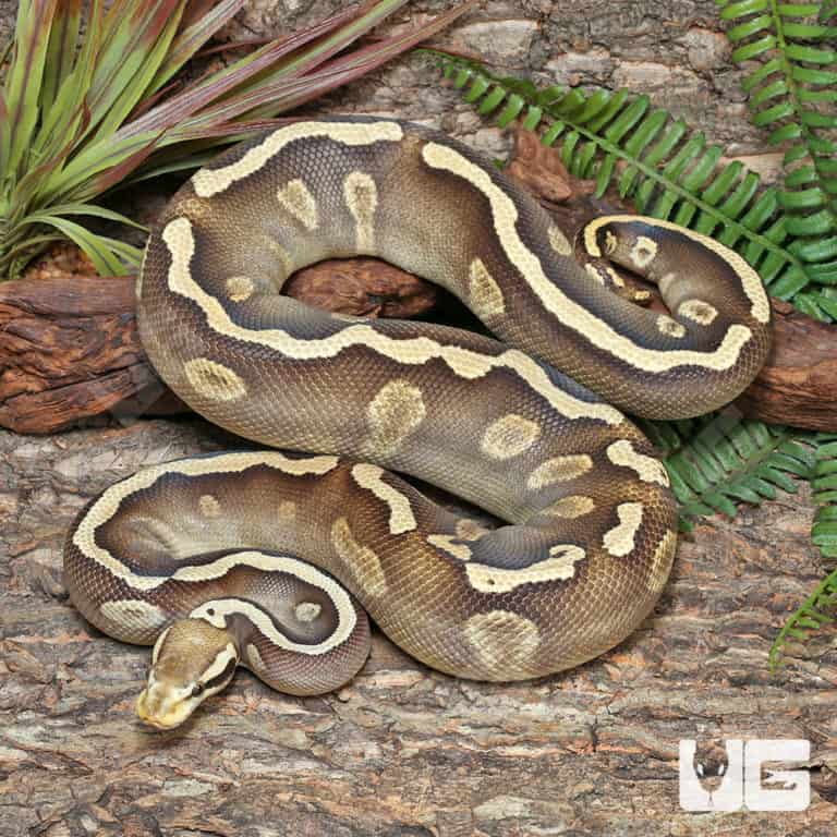 Ball Pythons For Sale - Underground Reptiles